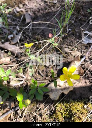 Early Buttercup (Ranunculus fascicularis Stock Photo - Alamy
