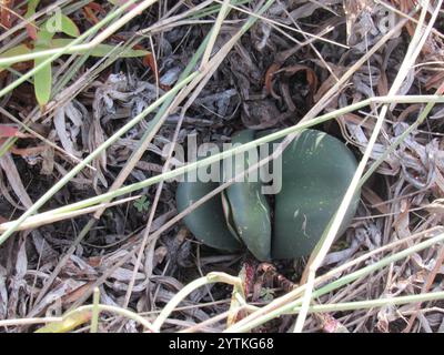 candelabra lily (Brunsvigia orientalis Stock Photo - Alamy