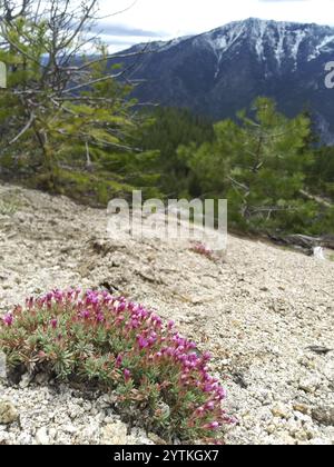 snow dwarf primrose (Androsace nivalis Stock Photo - Alamy