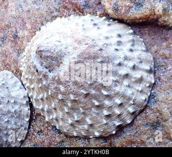 Granular Limpet (Scutellastra granularis Stock Photo - Alamy