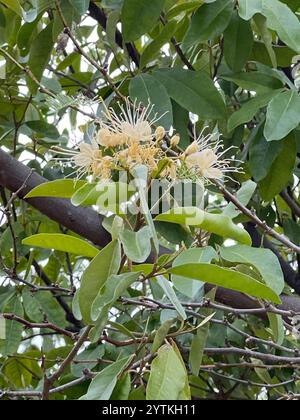 Linguam (Quadrella indica Stock Photo - Alamy