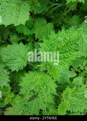 Japanese Nettle (Urtica thunbergiana Stock Photo - Alamy