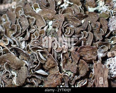 scale lichens and allies (Psoraceae Stock Photo - Alamy