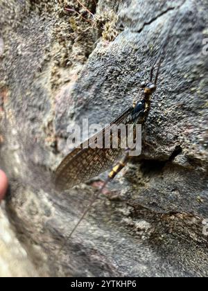 Drake Mackerel (Ephemera vulgata Stock Photo - Alamy