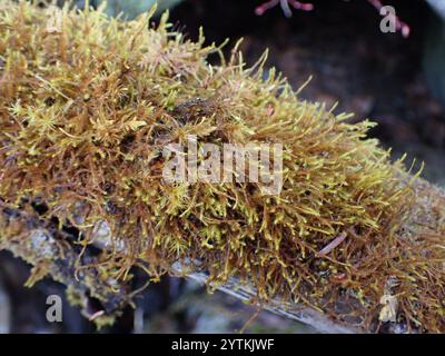 Narrow-leaved Leskea Moss (Pseudoleskea stenophylla) Plantae Stock ...