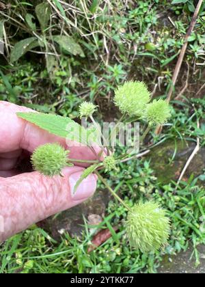 false ironwort (Hyptis capitata Stock Photo - Alamy
