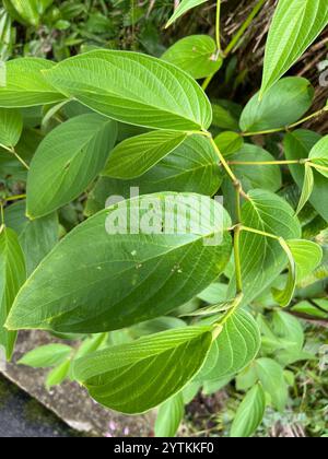 spiked pepper (Piper aduncum Stock Photo - Alamy
