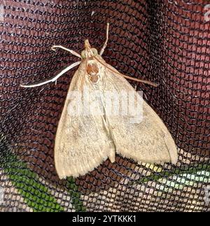 Dogbane Saucrobotys Moth (Saucrobotys futilalis Stock Photo - Alamy