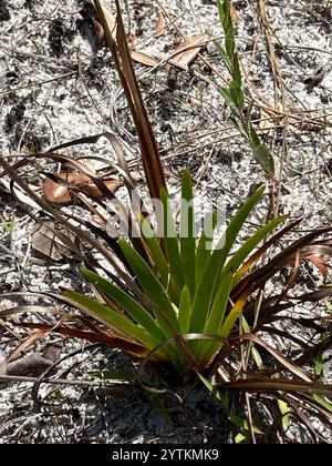 Coastalplain Yellow-eyed Grass (Xyris ambigua Stock Photo - Alamy
