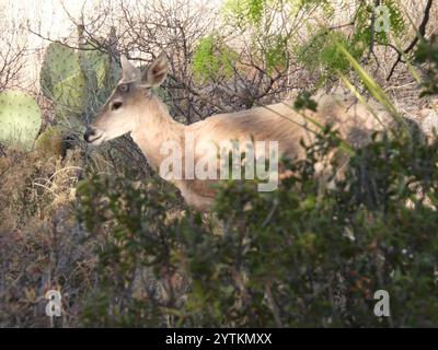 Sierra del Carmen White-tailed Deer (Odocoileus virginianus carminis ...