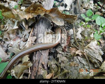 Italian Slowworm (Anguis veronensis Stock Photo - Alamy