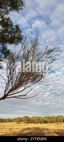 Belah (Casuarina cristata Stock Photo - Alamy