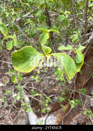Button Sage (Lantana involucrata Stock Photo - Alamy