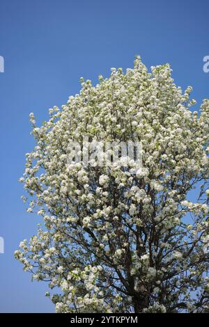 Pyrus calleryana tree in bloom Stock Photo - Alamy
