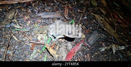 Eastern Banjo Frog (Limnodynastes dumerilii Stock Photo - Alamy