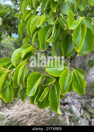 Water Mampoo (Pisonia subcordata Stock Photo - Alamy