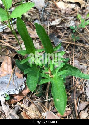 Triangle-leaved Violet (Viola emarginata Stock Photo - Alamy