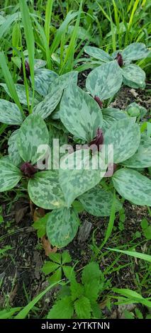 prairie trillium (Trillium recurvatum Stock Photo - Alamy