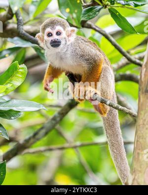 Squirrel monkey - Saimiri - New World monkey Stock Photo - Alamy