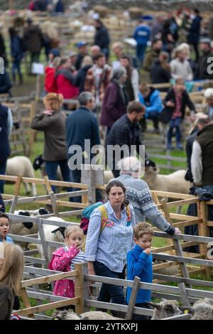 Sheep being shown at the 2024 Kilnsey Show under the shadow of Kilnsey ...
