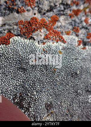 Golden moonglow lichen (Dimelaena oreina or Rinodia oreina) is a ...