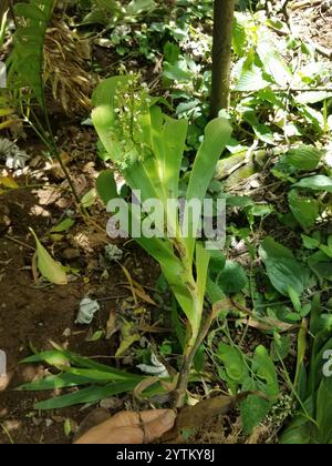 palmita (Xiphidium caeruleum Stock Photo - Alamy