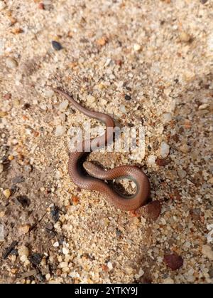 Common Slug-eater (Duberria lutrix Stock Photo - Alamy