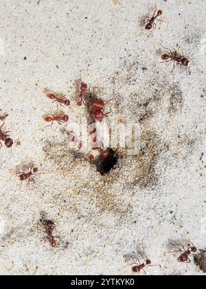 Florida Harvester Ant (Pogonomyrmex badius Stock Photo - Alamy