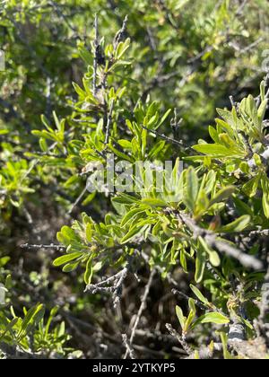 sand almond (Prunus fasciculata punctata Stock Photo - Alamy
