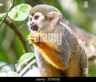 Squirrel monkey on Dominican Republic carribbean island - monkeys ...