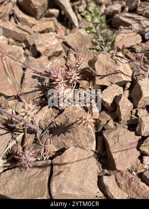 Curveseed Butterwort (Ceratocephala testiculata Stock Photo - Alamy