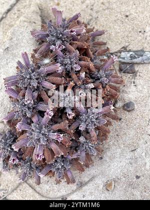 Chaparral Broomrape (Aphyllon tuberosum Stock Photo - Alamy