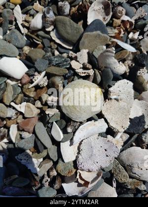 Common Jingle (Anomia simplex Stock Photo - Alamy