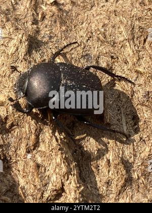 Dung Rollers (Canthon Stock Photo - Alamy