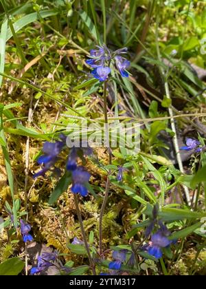 Giant Blue-eyed Mary (Collinsia grandiflora Stock Photo - Alamy