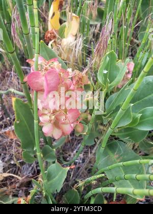 winged dock (Rumex venosus Stock Photo - Alamy