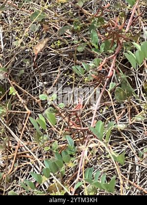 Shrubby Indigo (Indigofera suffruticosa Stock Photo - Alamy