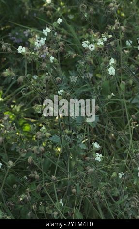 pinks, cactuses, and allies (Caryophyllales Stock Photo - Alamy