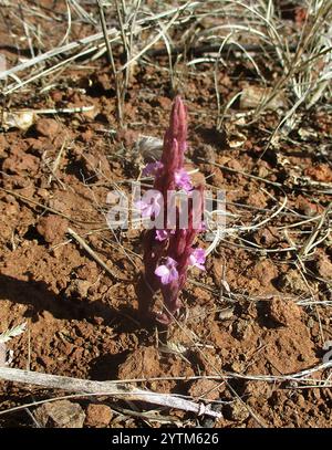 cowpea witchweed (Striga gesnerioides Stock Photo - Alamy