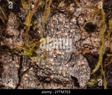 barnacle lichens (Thelotrema Stock Photo - Alamy
