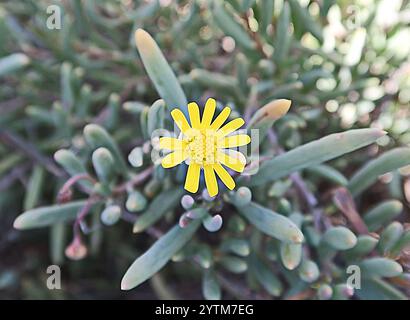 Little Pickles (Crassothonna capensis Stock Photo - Alamy