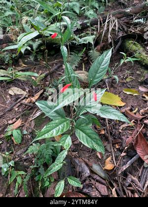 Tropical wild petunia ( Ruellia brevifolia ) flower - Uganda Stock ...