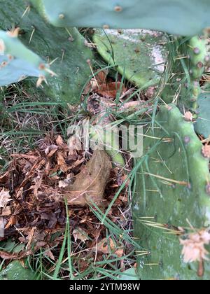 Western Pricklypear (Opuntia orbiculata Stock Photo - Alamy