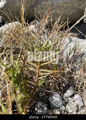 Saltgrass (Distichlis spicata Stock Photo - Alamy