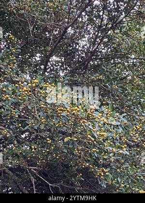 Natal fig (Ficus natalensis Stock Photo - Alamy