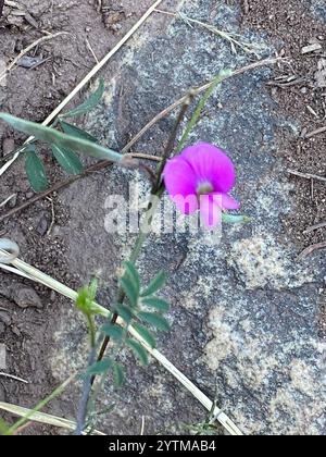 Cape Hoarypea (Tephrosia capensis Stock Photo - Alamy