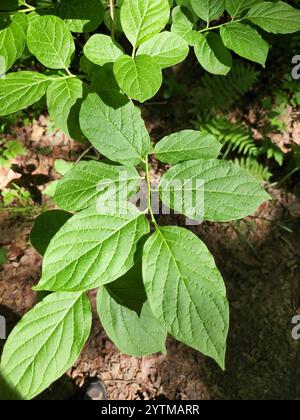 Buffalo-nut (Pyrularia pubera Stock Photo - Alamy