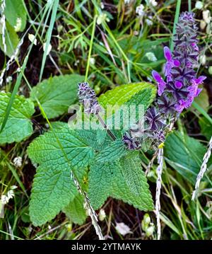 Rough Hedgenettle (Stachys rigida Stock Photo - Alamy