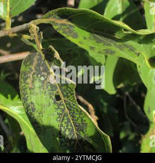 wild-medlar (Vangueria infausta Stock Photo - Alamy