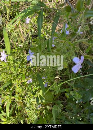 Blue Bushviolet (Barleria obtusa Stock Photo - Alamy